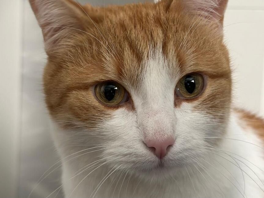 Рыжий котик