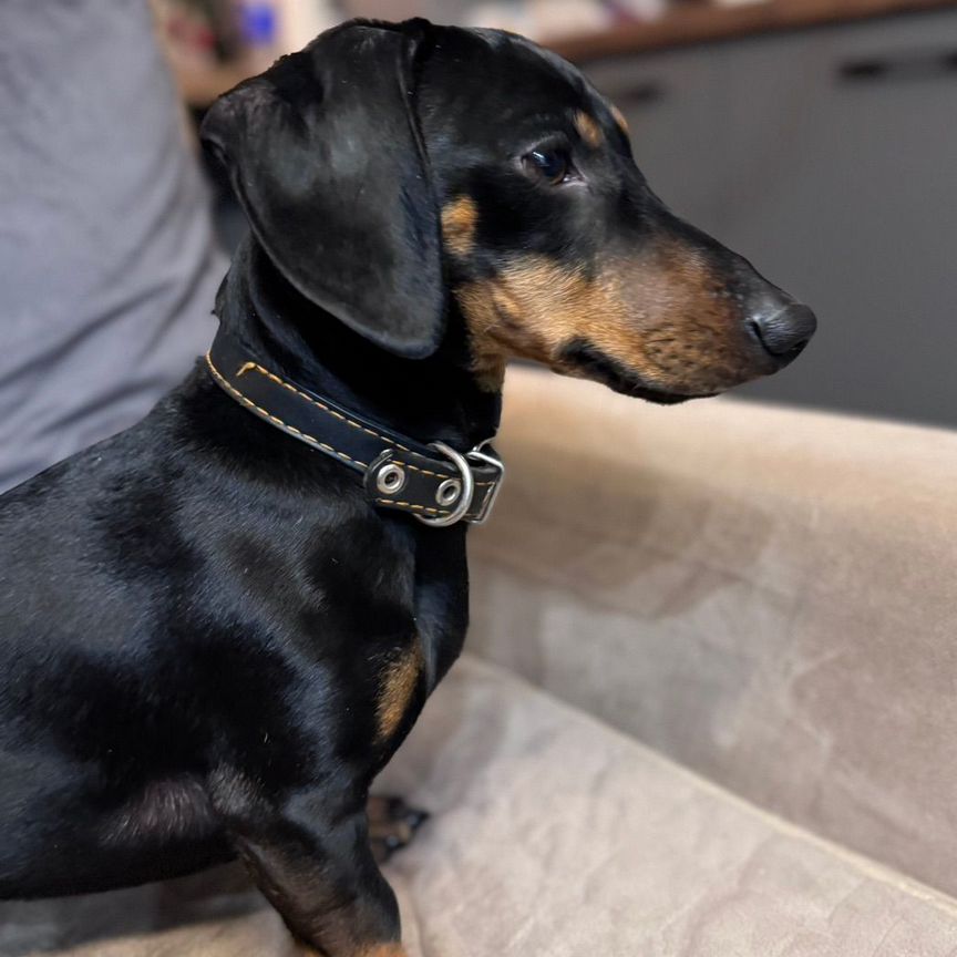 Такса, взрослый пёс