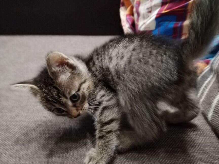 Котята