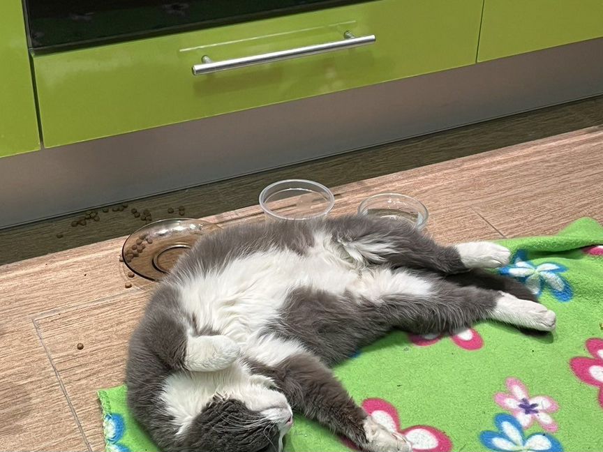 Кошка Матрешка