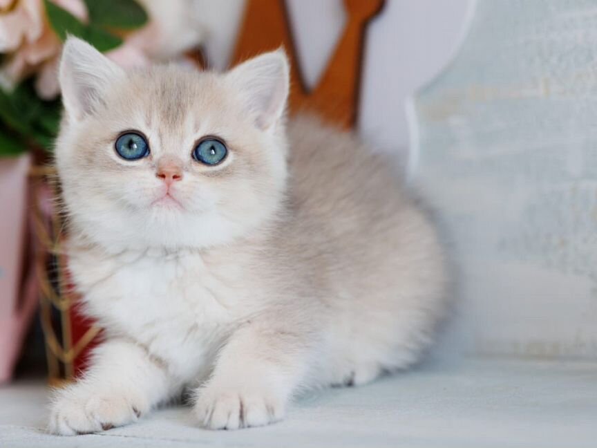 Британская золотая шиншилла котята