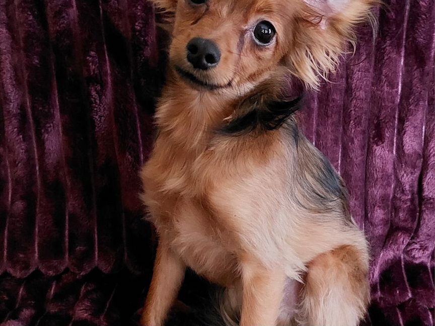 Русский той-терьер длинношерстный
