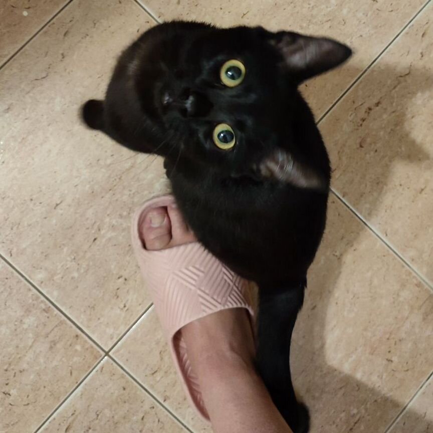 Котенок, мальчик, 6 месяцев