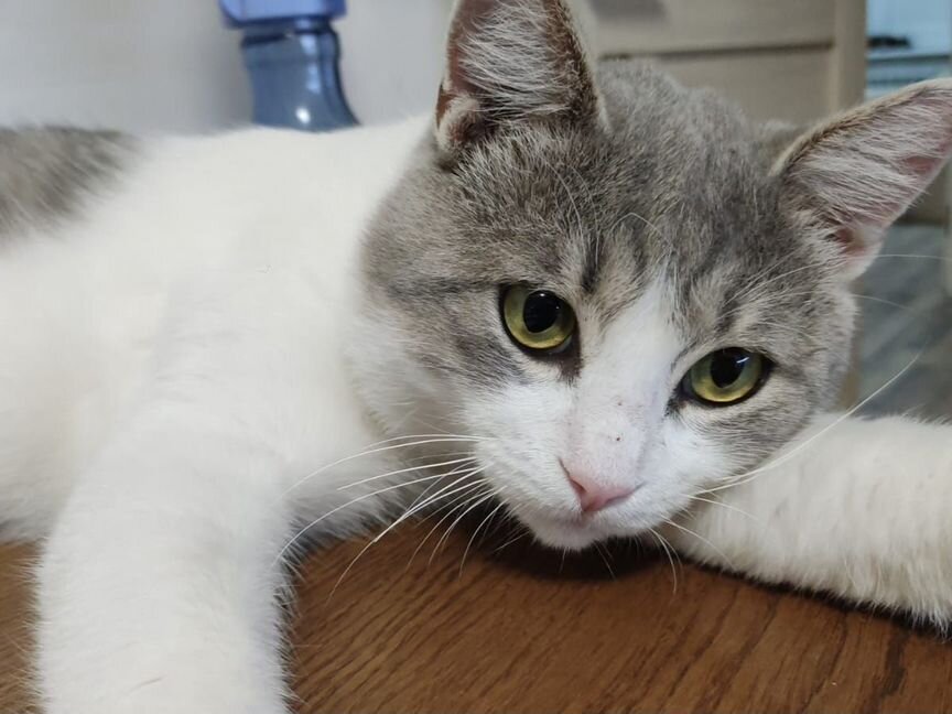 Котики в добрые руки