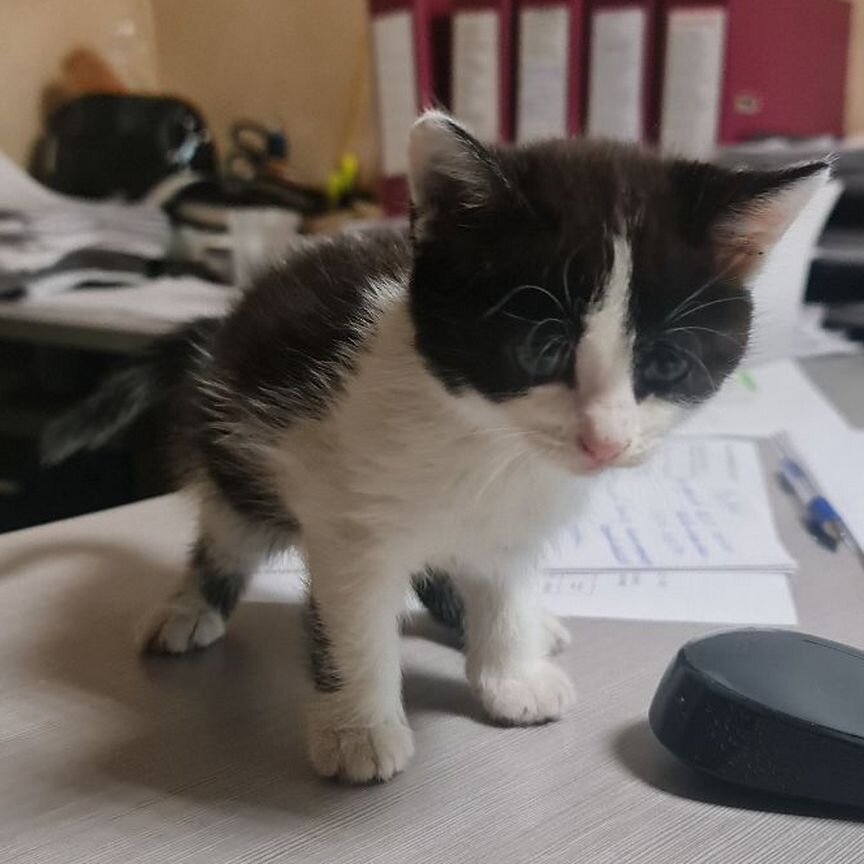 Котенок в дар бесплатно