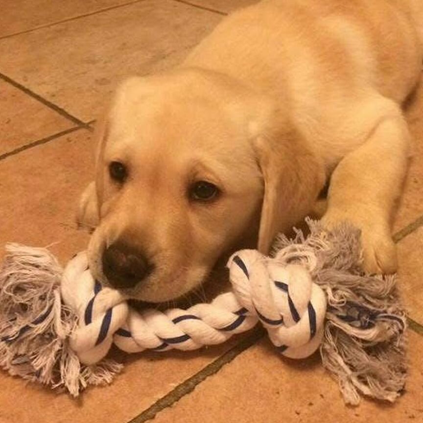 Лабрадор-ретривер, щенок