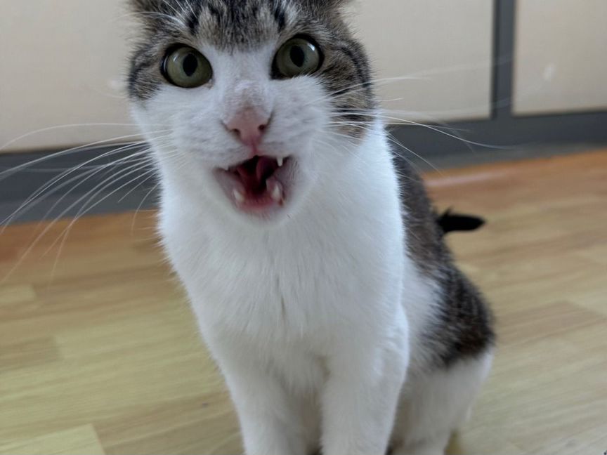 Кошка Мика