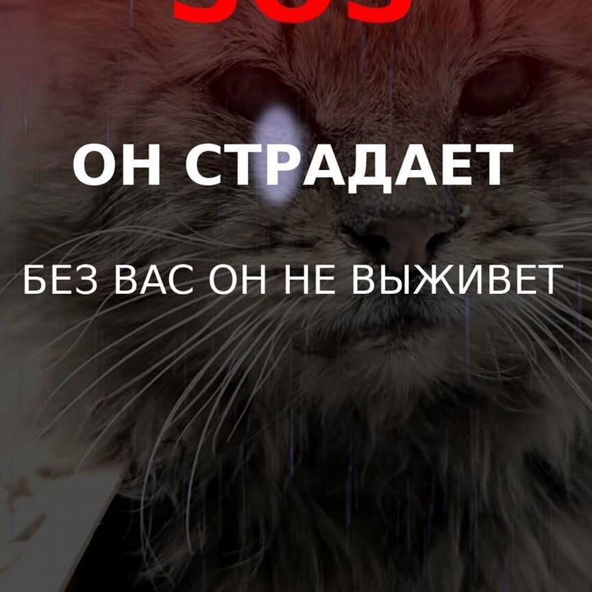 Взрослый кот в добрые руки