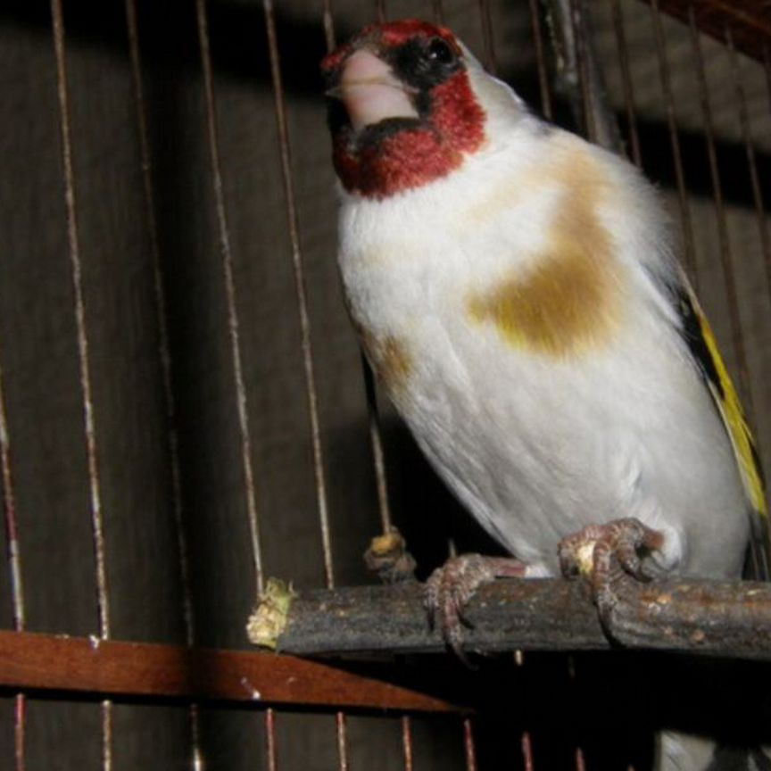 Щегол отсижен месяц