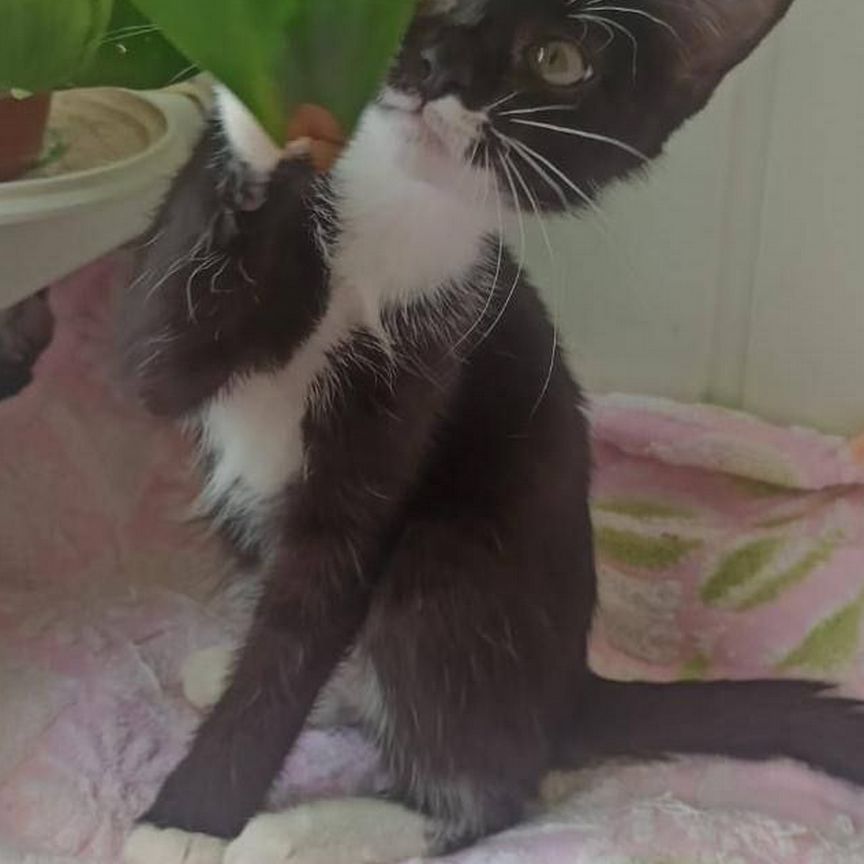 Котёнок в добрые руки