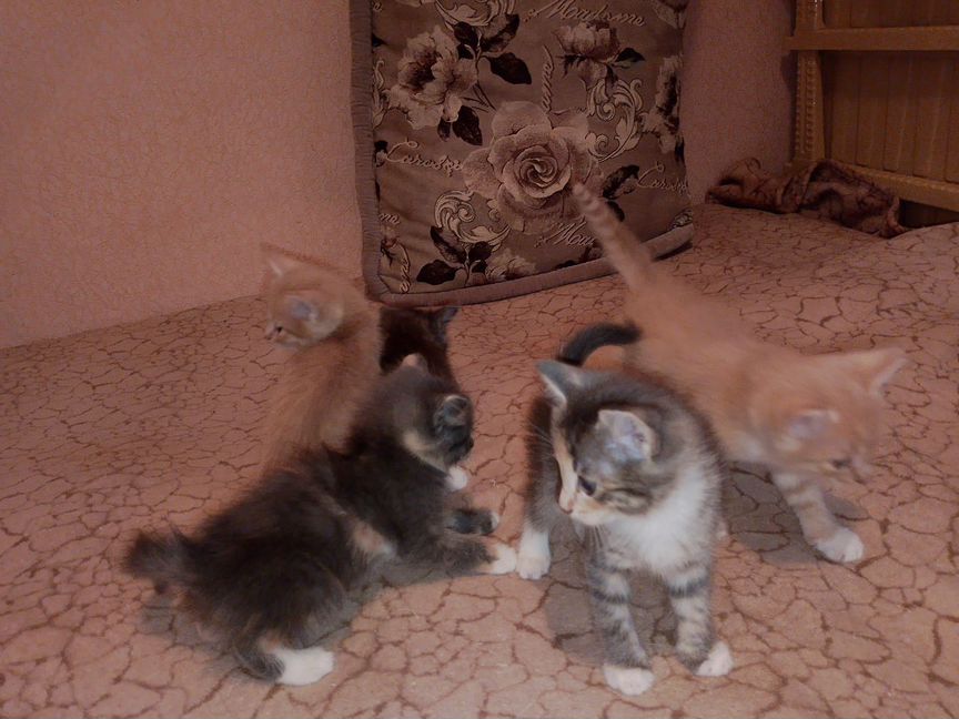 Котята в добрые руки бесплатно