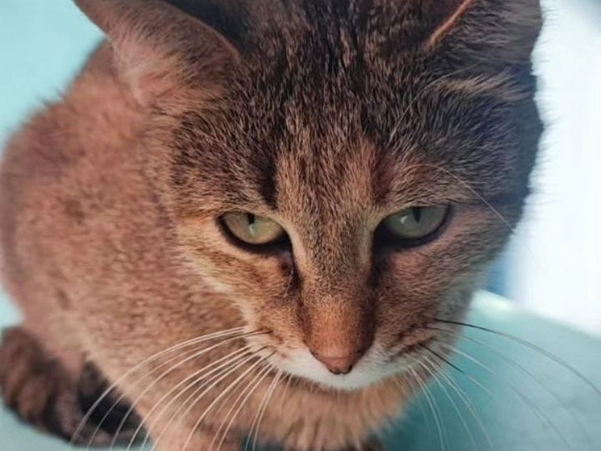 Кошка Марта, 6 лет, в добрые руки