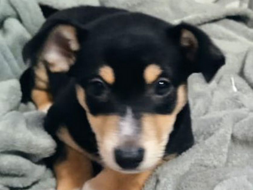 Собака в добрые руки отдам бесплатно