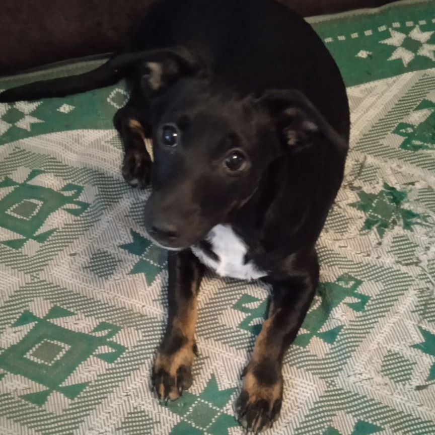 Немецкий пинчер, щенок