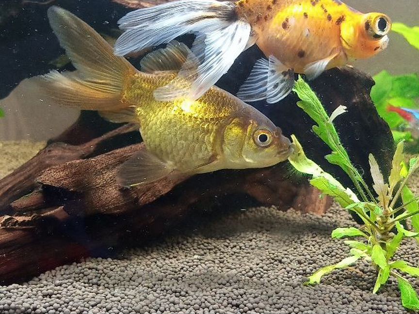 Аквариумные рыбки