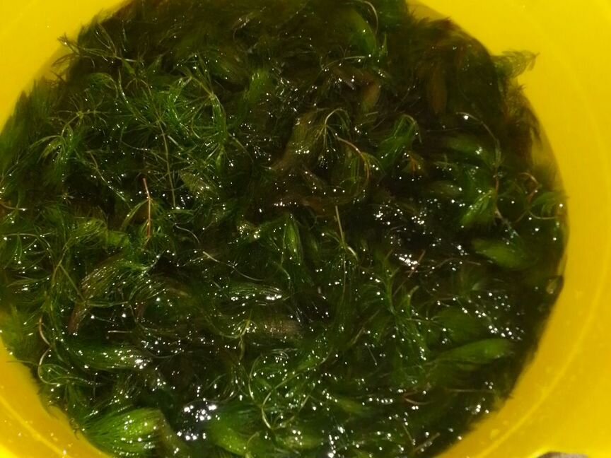 Аквариумное растение роголистник