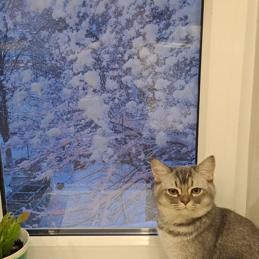 Шотландский кот вязка