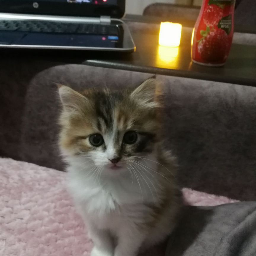 Котенок девочка в добрые руки