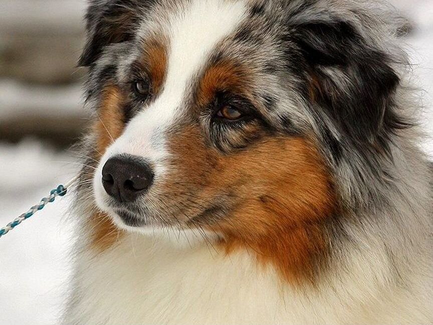 Австралийская овчарка