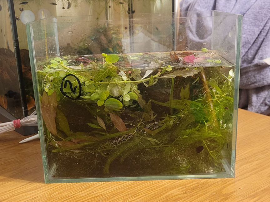 Продам аквариумные растение, мальков моллинезии