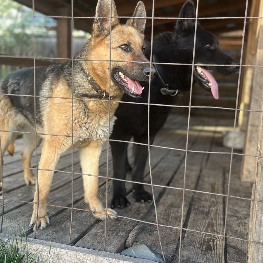 Немецкая овчарка