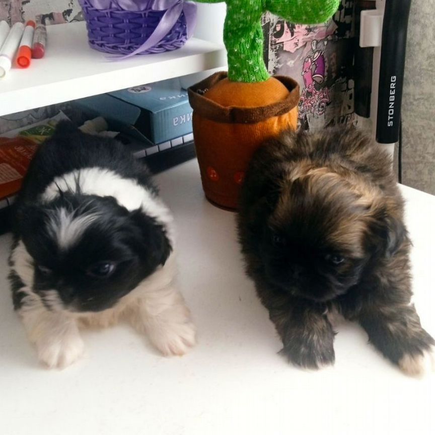 Щенки пекинеса мини