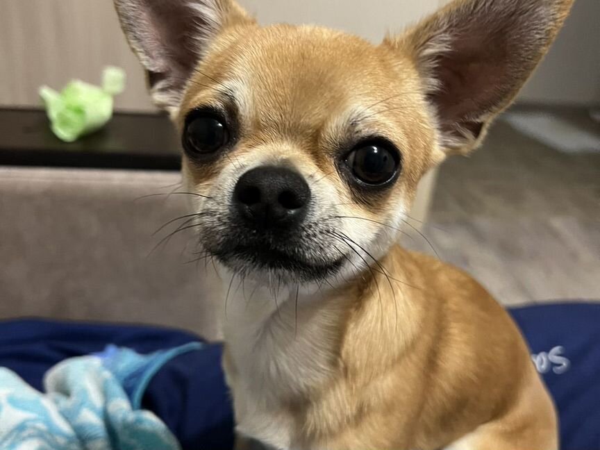 Вязка кобель чихуахуа