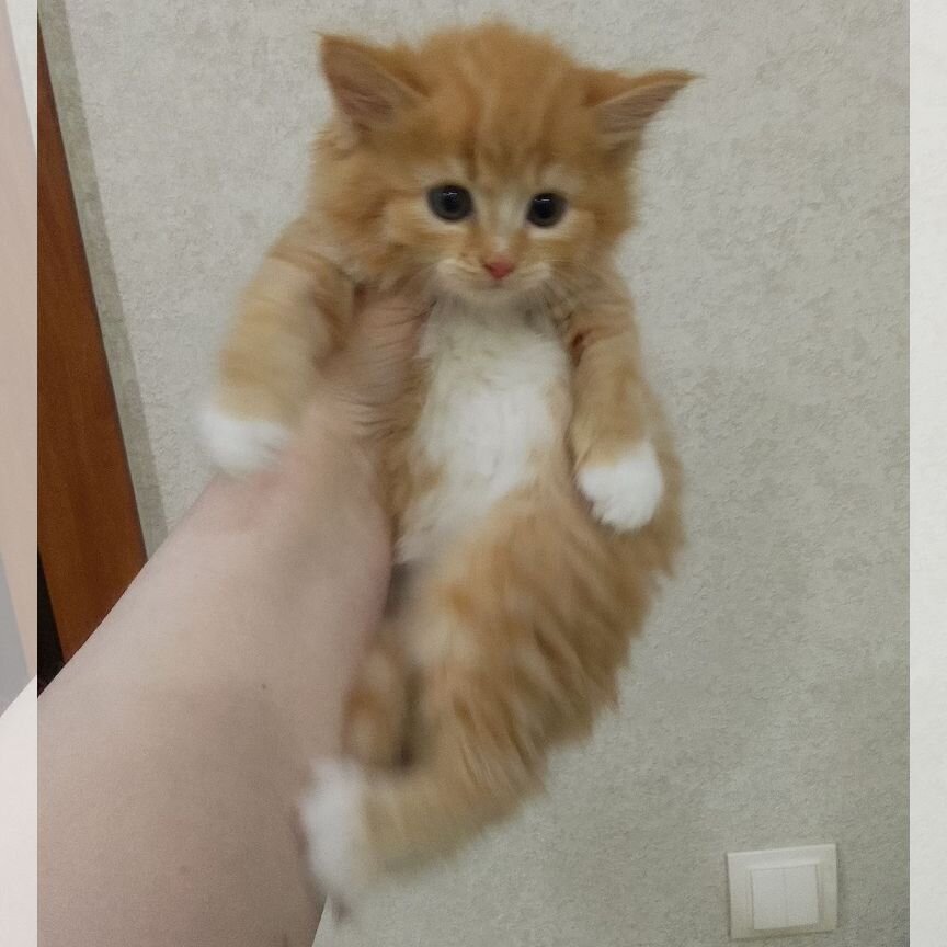 Сибирский котёнок