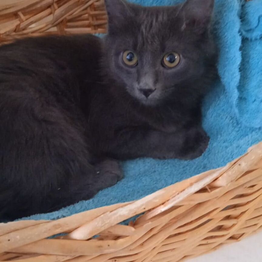Котята 4 месяца