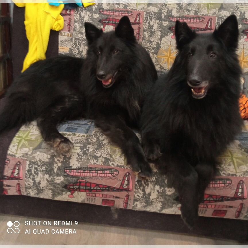 Бельгийская овчарка грюнендаль