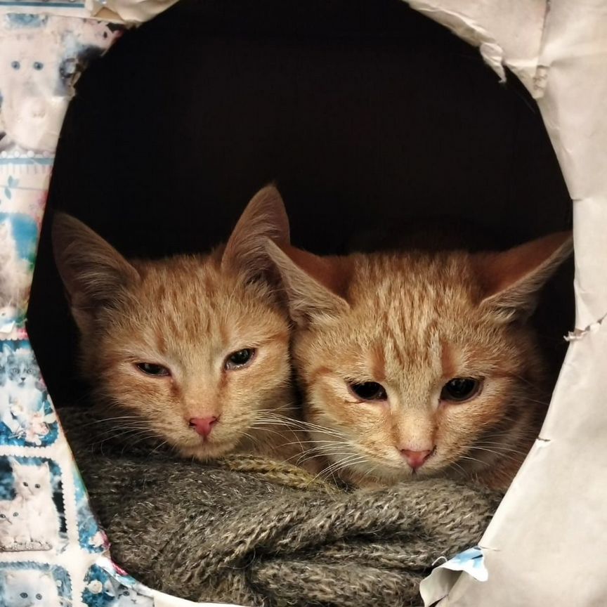 Котята мальчик и девочка
