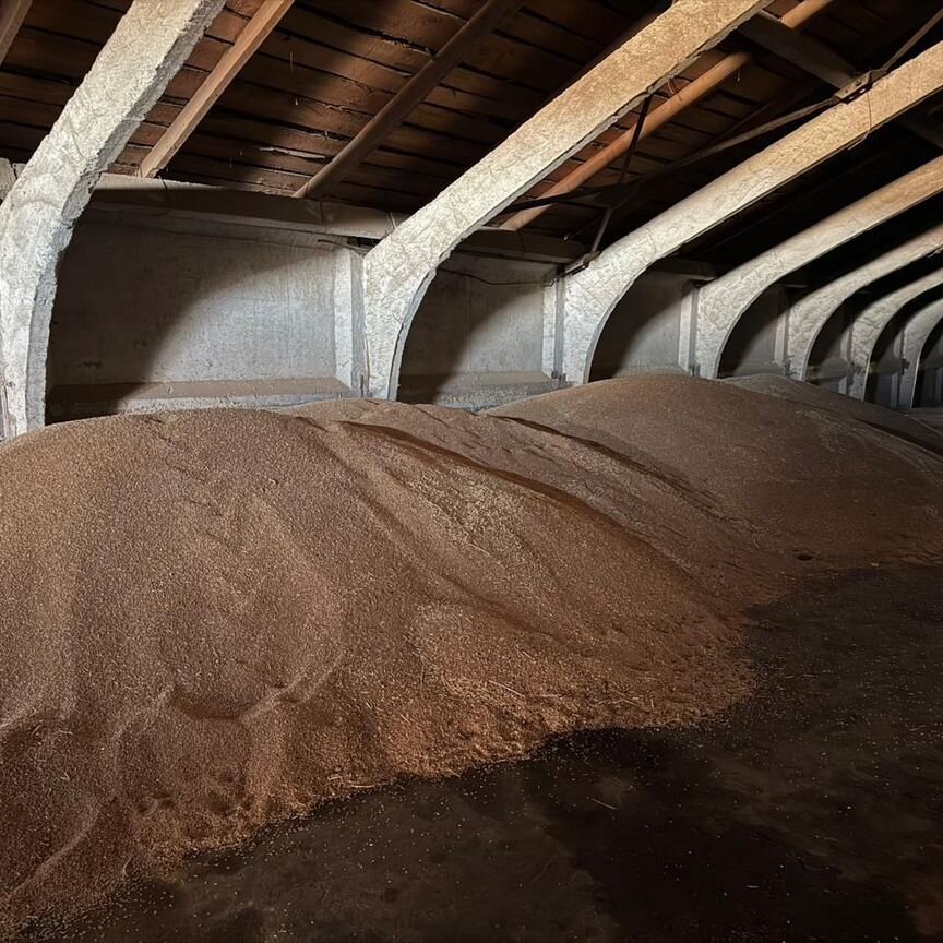 Зерно пшеницы, семечка