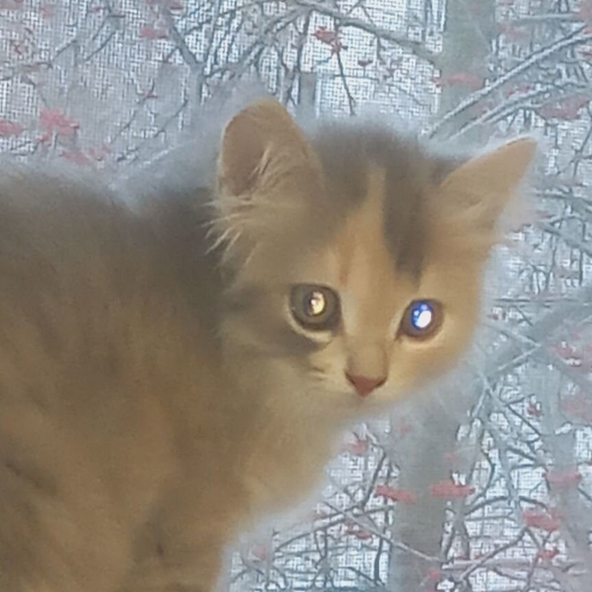 Отдам в добрые руки