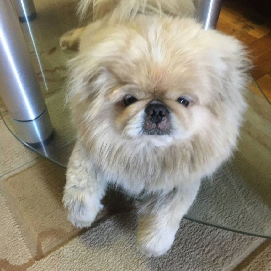 Пекинес в добрые руки