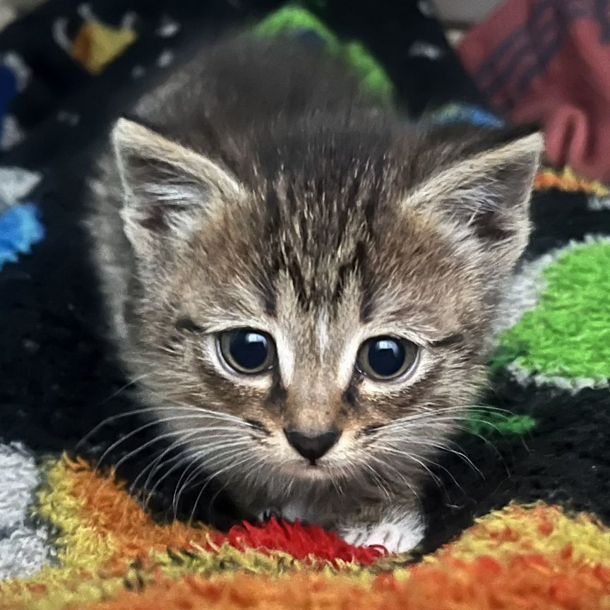 Котенок в добрые руки