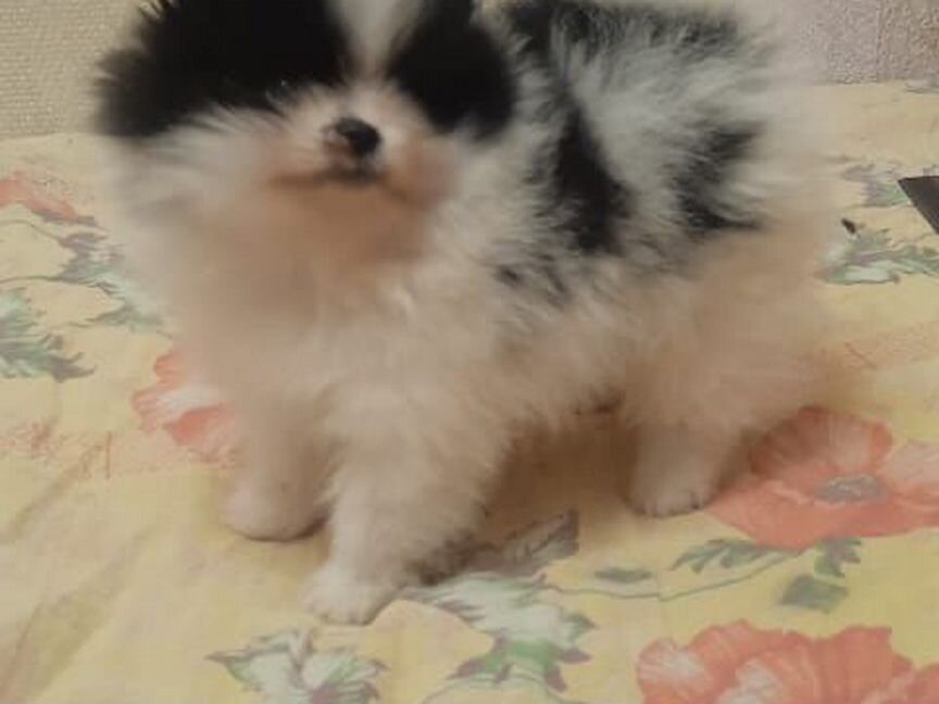 Померанский шпиц мини