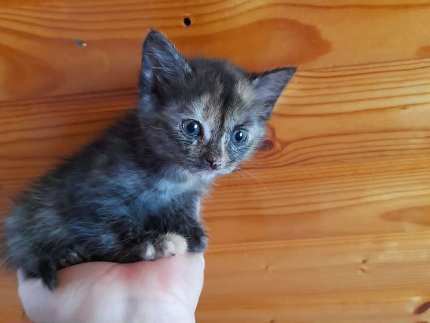 Отдам в добрые руки котят, девочка и мальчик