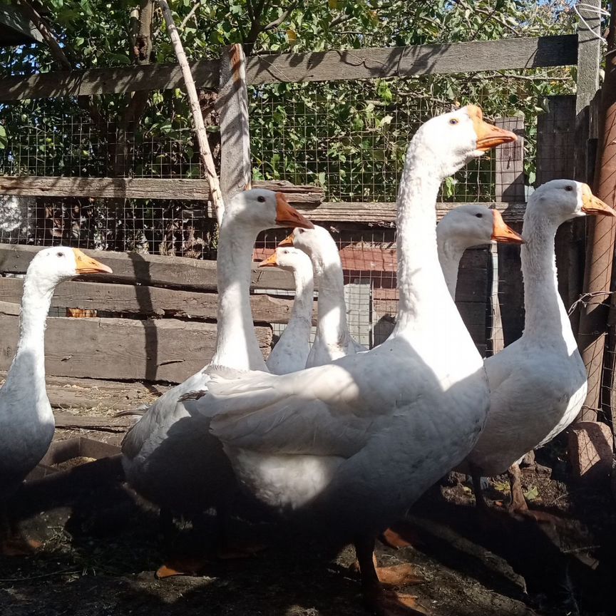 Гуси, утки семьи