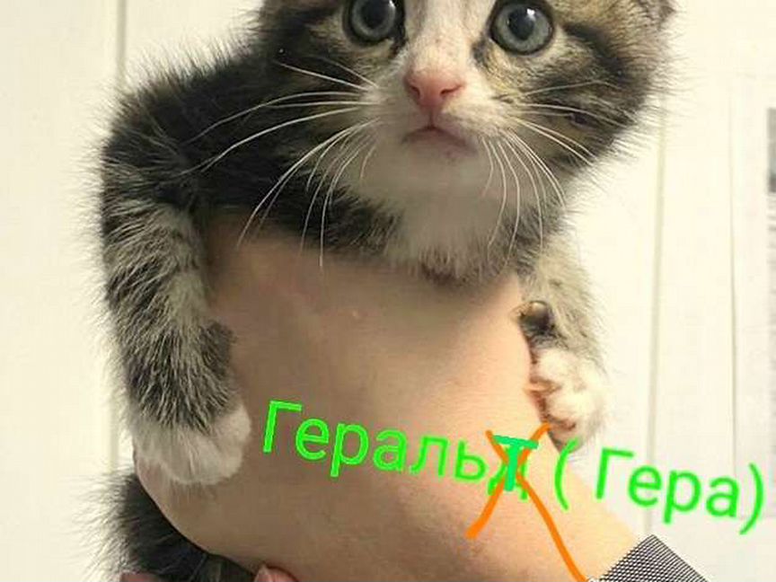 Милые котята