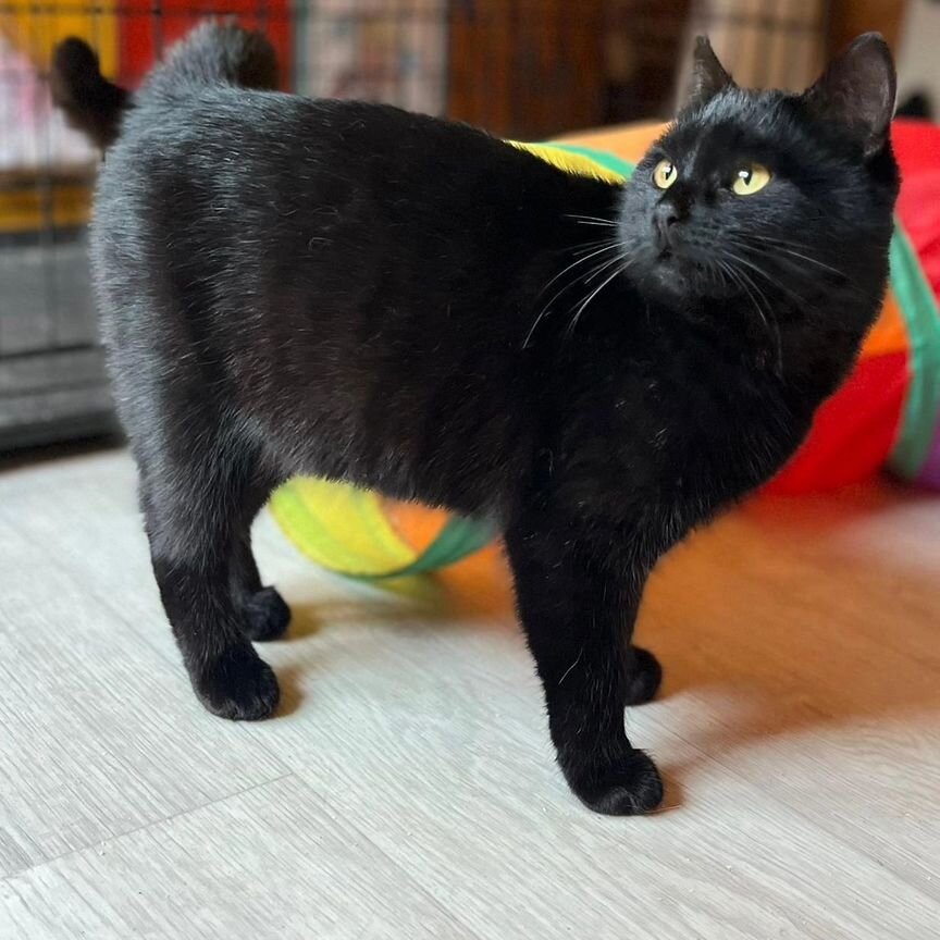 Кошка в добрые руки