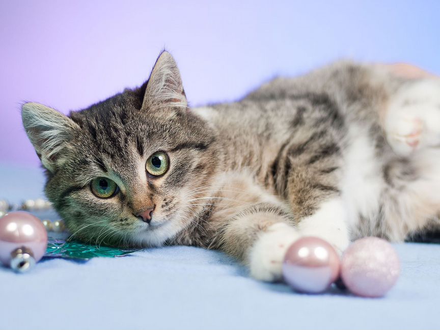 Котенок Бася 4 мес в дар