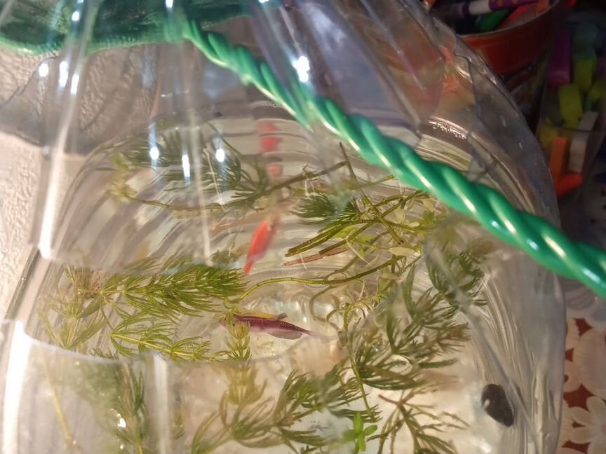 Аквариум рыбки и другое