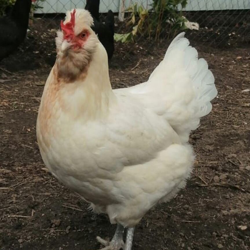 Есть три петушка продам цена договорная