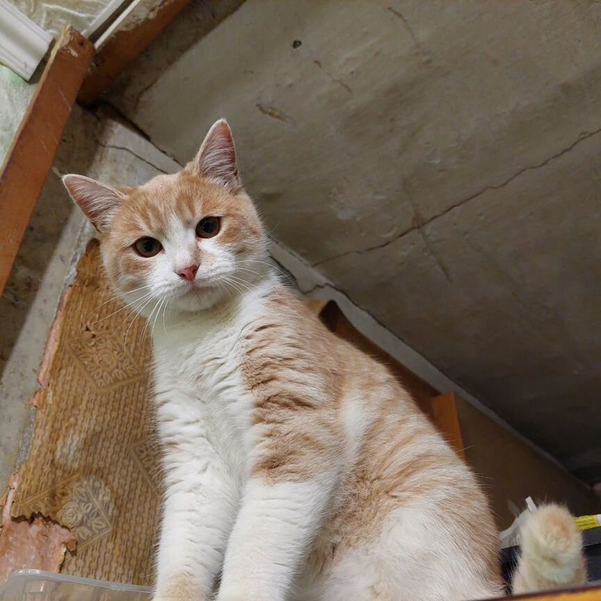 Котик Умка 5 месяцев