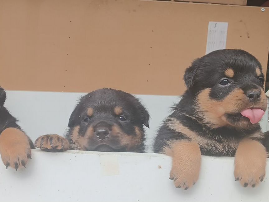 Продам ротвейлера