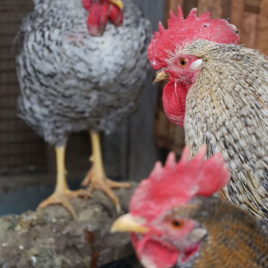 Молодые петухи