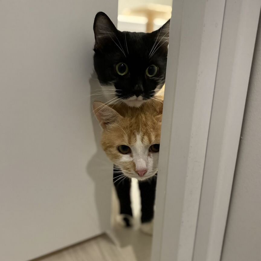 Взрослый кот в добрые руки