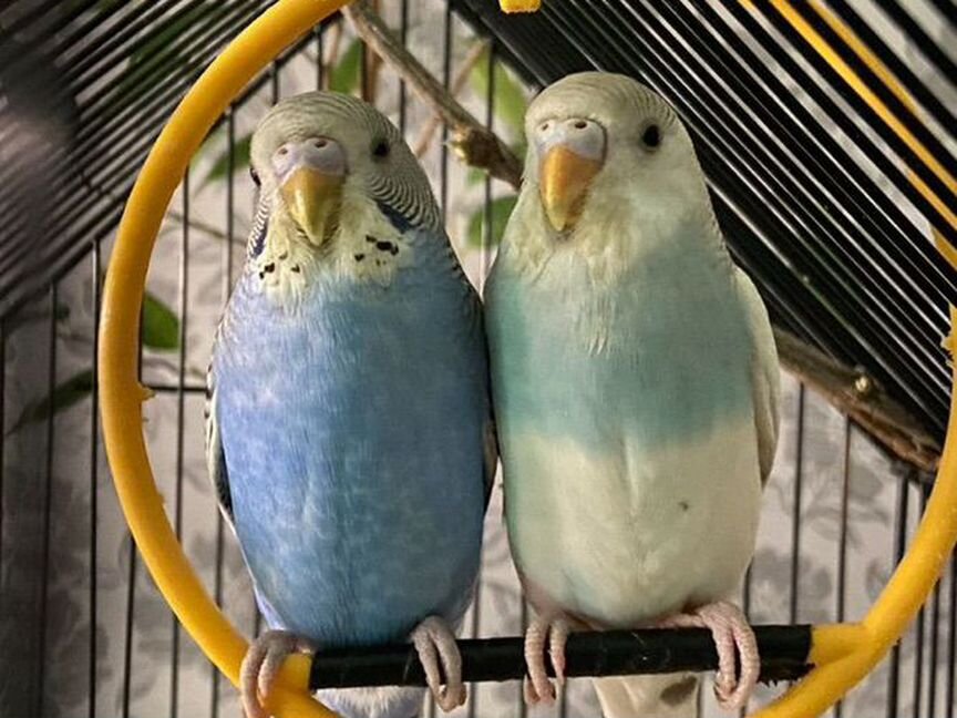 Волнистый попугай с клеткой