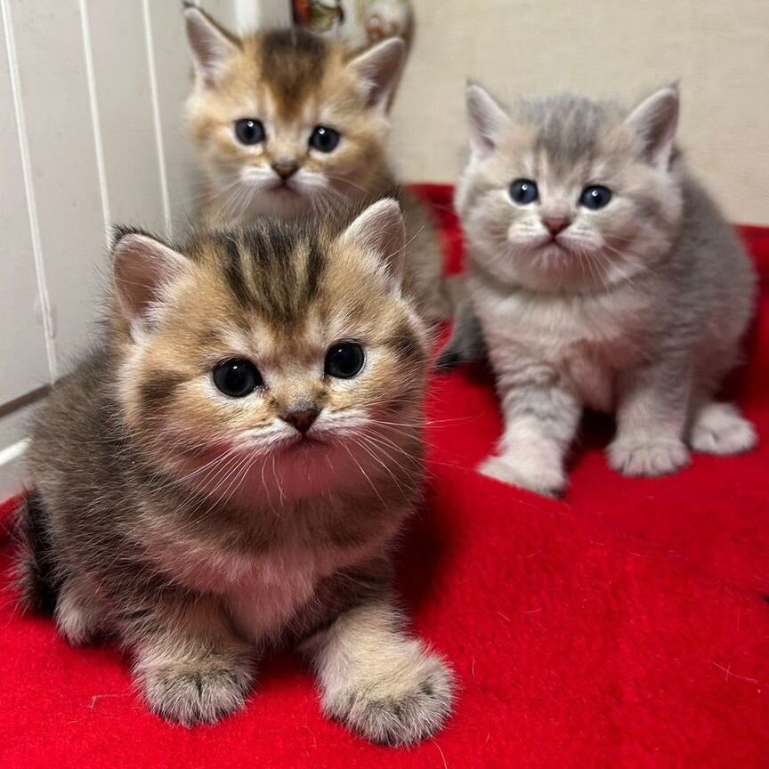 Котята золотая шиншилла