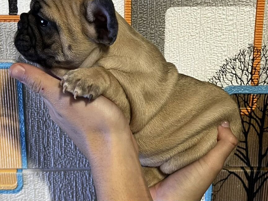 Французское чууудо